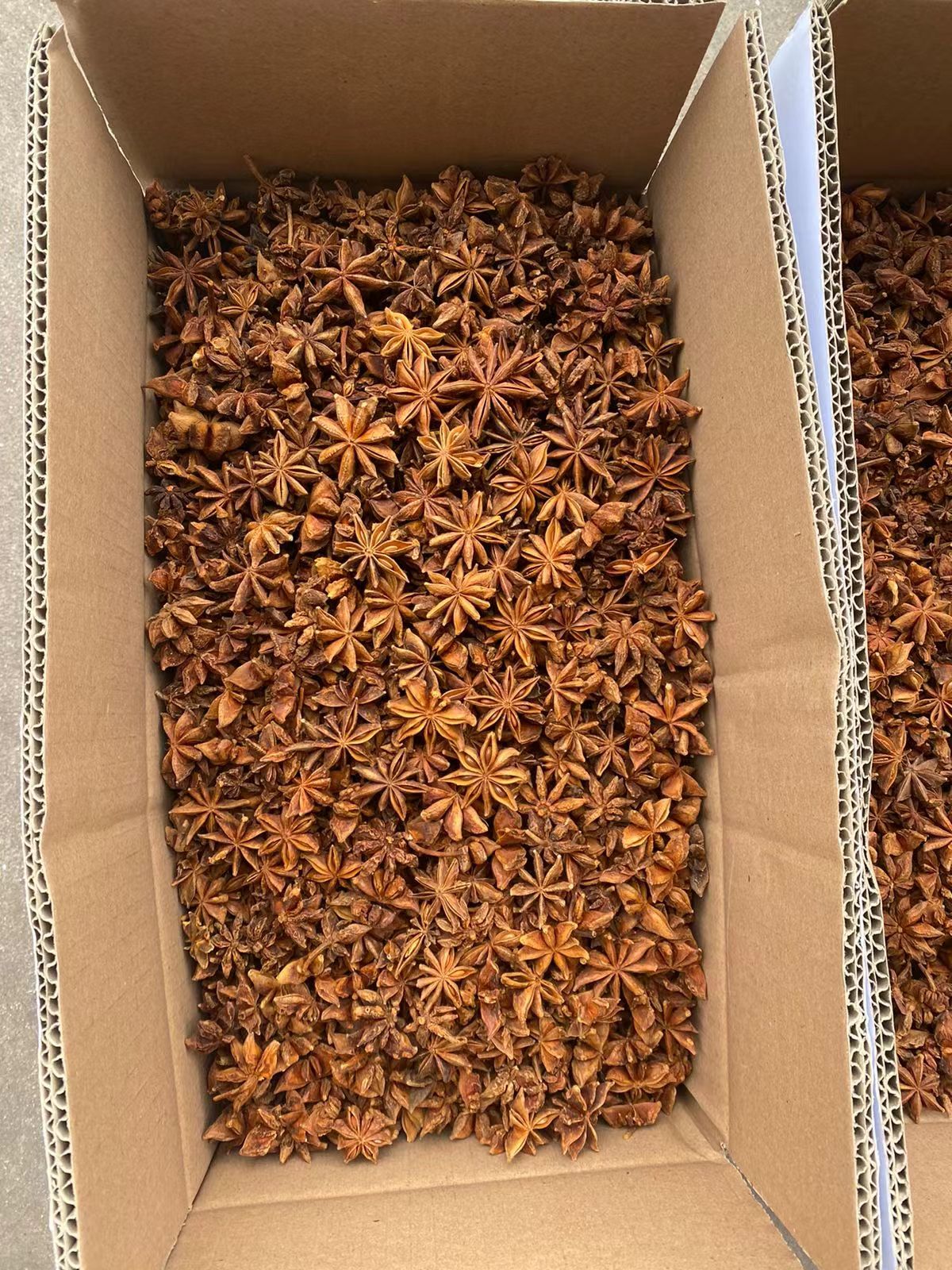 Spring Star Anise - AVC Farm
